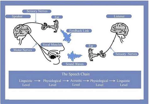 the speech chain model