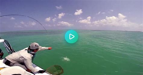 Barracuda Eats Half The Catch By Itself  On Imgur