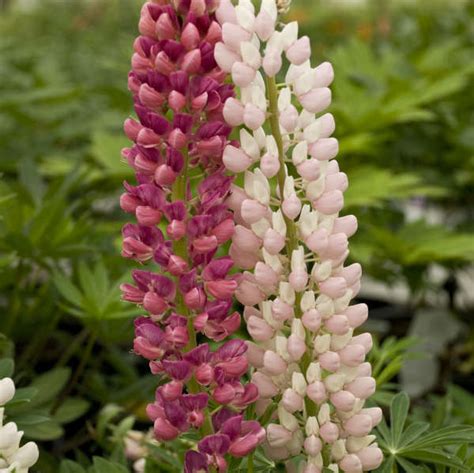 Lupinus Gallery Mix Perennial Resource