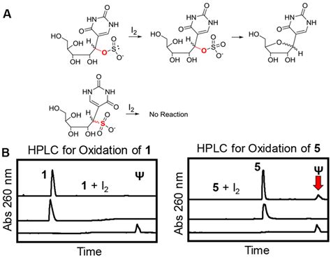 Structural Elucidation Of Bisulfite Adducts To Pseudouridine That Result In Deletion Signatures