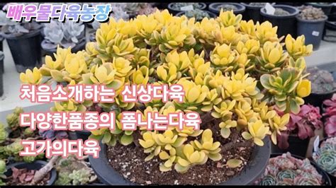 3월19일신상다육부터 폼나는멋진수형목대 Youtube