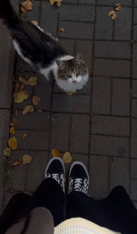 عکس های پس زمینه گربه بهترین تصاویر گربه [پیشنهادی] تاوعکس