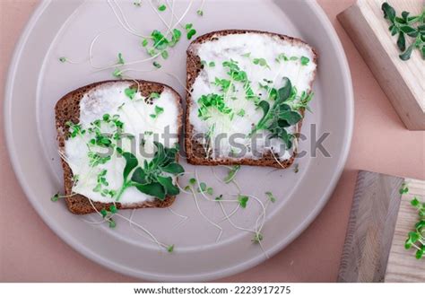 Microgreens Growing Background Microgreen Assorted Microgreens Stock