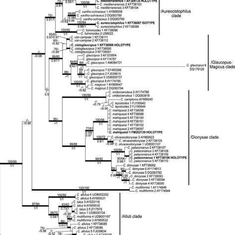 the bayesian 50 majority rule consensus tree inferred from in the