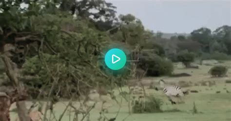 Zebra Running The Gauntlet Album On Imgur