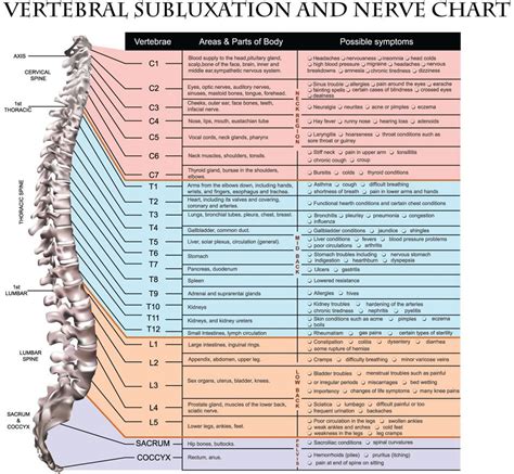 Chiropractic Spine Chart