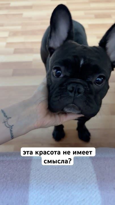 а вам нравятся французские бульдоги бульдожка Youtube