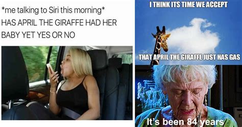 15 Hilarious April The Giraffe Memes For Those Who Are Tired Of Waiting