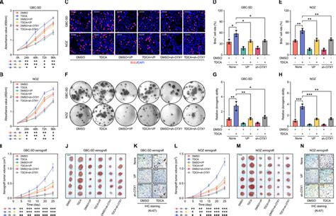 Tdca Induced Yap1 Otx1 Signaling In Promoting Gbc Progression A B Download Scientific Diagram