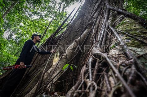 Pesona Hutan Hujan Tropis Di Geopark Meratus Antara Foto