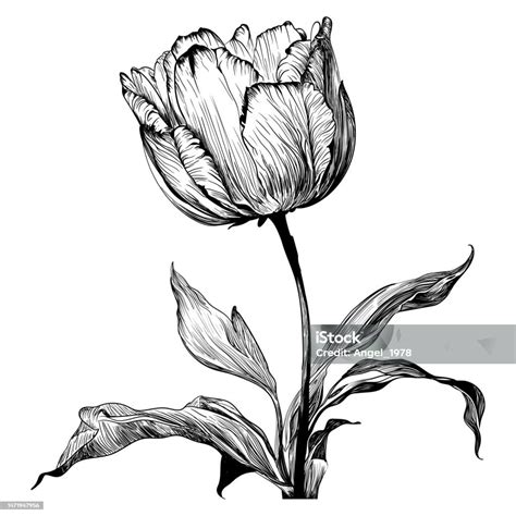 Sketch Of Tulip Stock Illustration Download Image Now Abstract Art Beauty Istock