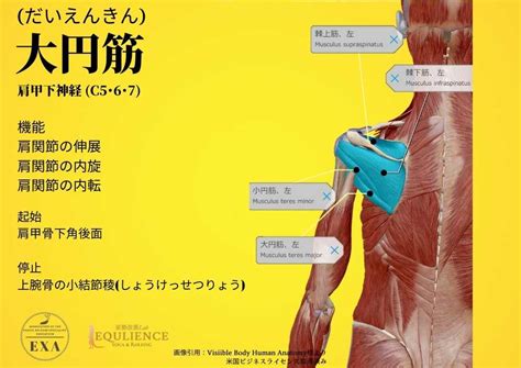 大円筋（だいえんきん）【筋膜リリースの為の機能解剖学】 【iastm筋膜リリース認定資格セミナー】日本isatm協会