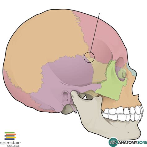 Pterion Anatomyzone