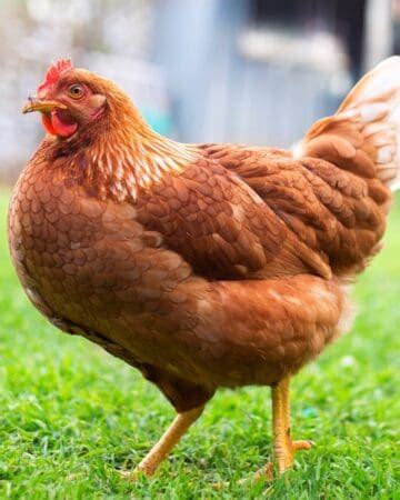 What Are Sex Link Chickens A Comprehensive Guide