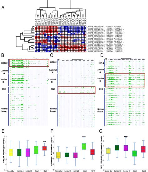 Progressive Breast Cancer Subtype Specific Lncrna Identification And Download Scientific