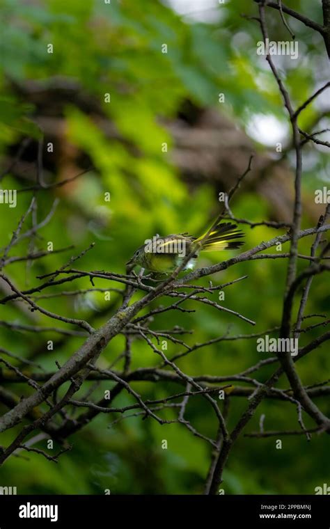 Close Up Of An Immature Goldfinch Watching The Camera From A Small Tree
