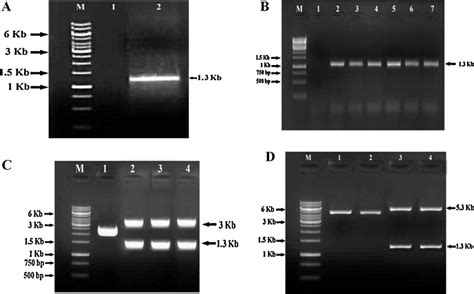 A Pcr B Colony Pcr C Restriction Enzyme Digestion Red Of