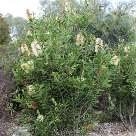 Callistemon Bottlebrush Icy Burst 200mm Southern Plants