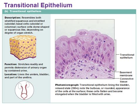 Transitional Epithelium Tissue