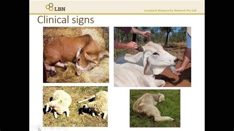 Botulism Symptoms In Cattle