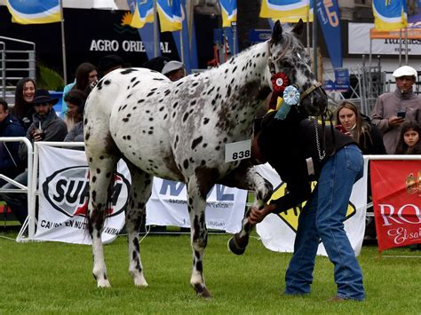 Peacock Appaloosa Horses The Equinest