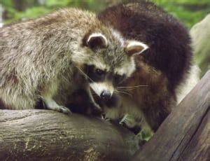 Gray And Black Raccoon Free Image Peakpx