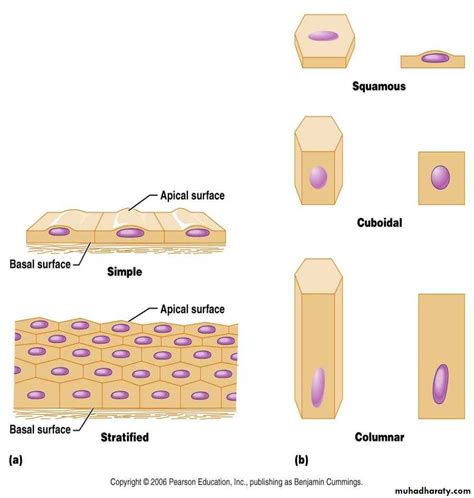 Types Of Epithelial Tissue Simple Compound And