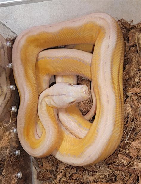 Albino Motley Tiger Reticulated Python By Mid South Serpents Morphmarket