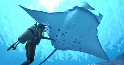 Crean En Indonesia El Santuario De Mantarrayas Más Grande Del Mundo Cuentamealgobueno