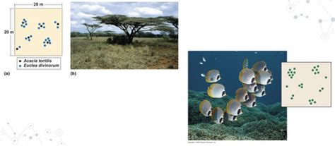 Ecology Lecture Flashcards Quizlet