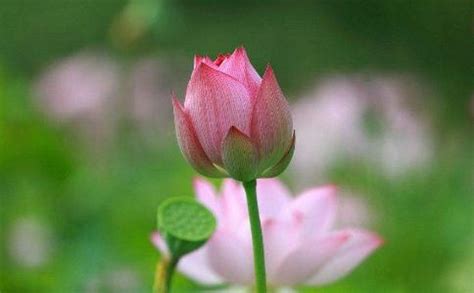 天上的莲花图片大全 用莲花图片大全大图 金莲花图片大全大图 大山谷图库