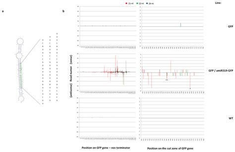 Large Scale Small RNA Sequencing Analysis Of Species Produced In Download Scientific Diagram