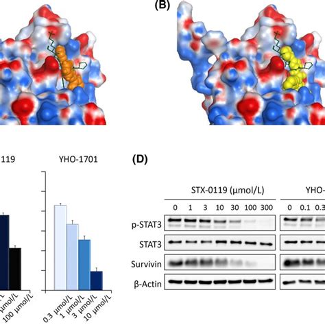 Selective Inhibition Of Signal Transducer And Activator Of Download Scientific Diagram