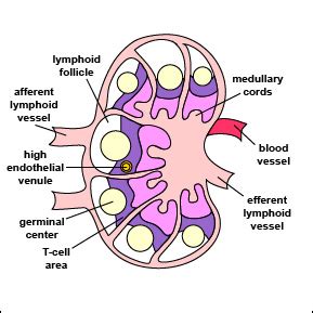 BIOL 230 Lecture Guide Structure Of A Lymph Node