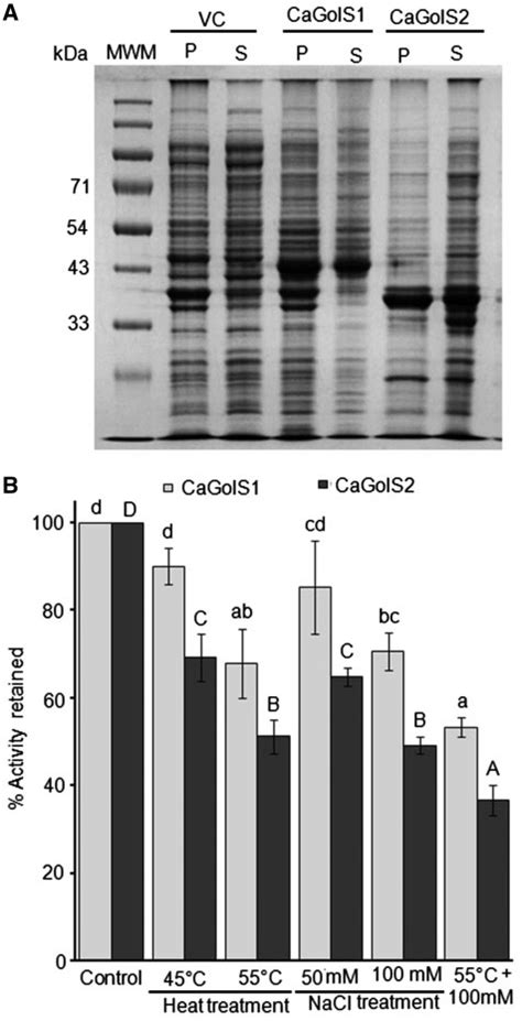 A Sds Page Analysis Of Cagols1 And Cagols2 Overexpressed In E Coli