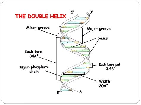 Dna Structure Organization And Function Ppt