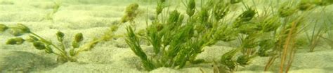 Welcome To The International Research Group On Charophytes Niva
