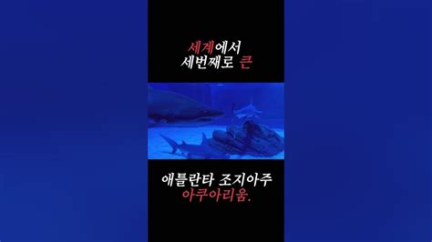 세계에서 세번째로 큰 아쿠아리움 조지아여행 미국여행 애틀란타 Youtube