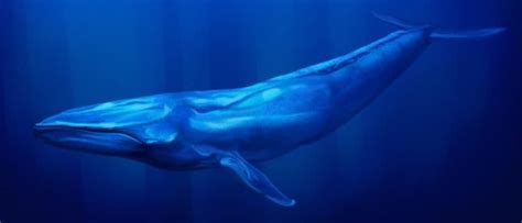 Blue Whale Animal Facts Balaenoptera Musculus A Z Animals