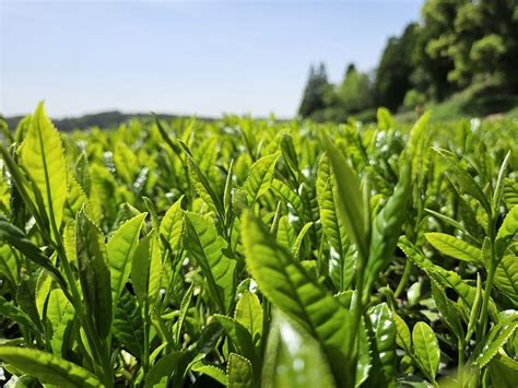 無農薬新茶もう少しで収穫ですネイチャー生活倶楽部 NEWS Siteブログサイト