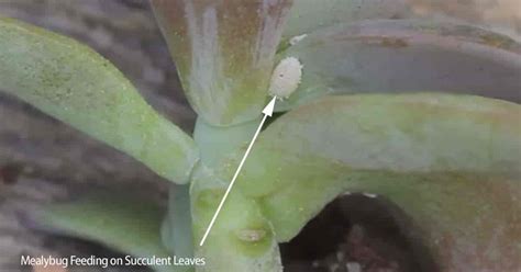 How To Get Rid Of Mealybugs On Succulents [guide]
