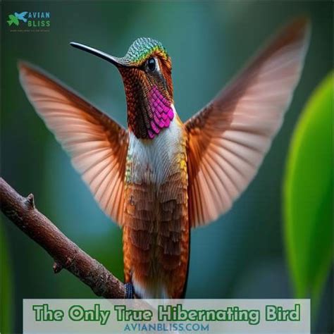 Do Birds Hibernate Or Migrate Uncovering Fascinating Winter Survival Strategies