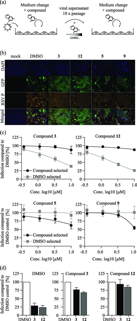Serial Passaging Of HRSV Induces Resistance Against Selected Compounds Download Scientific