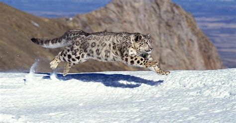 Snow Leopard Running