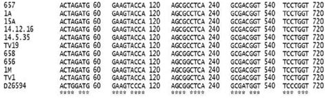 Clustal W 21 Multiple Sequence Alignment Of Chs2 Exon2 Showing Single