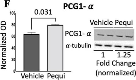 Pgc1 Alpha Antibody Bsa Free Nbp1 04676 By Novus Part Of Bio Techne
