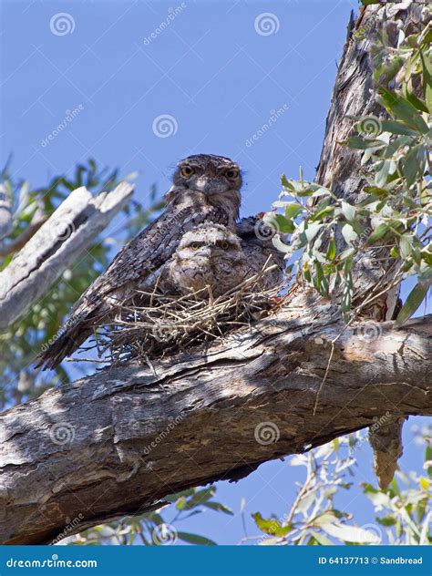 Tawny Frogmouth Owl And Chicks Stock Image Image Of Native Birds