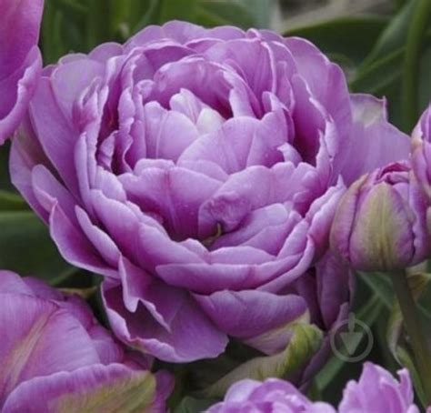 ᐉ Цибулина Яскрава Тюльпан подвійний багатоквітковий Lilac Perfection 3 шт • Краща ціна в Києві