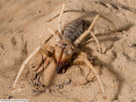 What Is An Arachnid The Ultimate Guide To Arachnids Pictures Facts