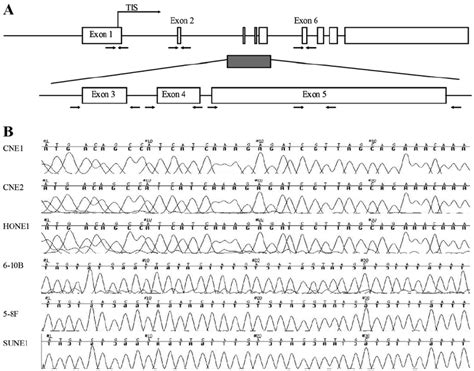 DNA Sequencing From Exon To Exon Of The PTEN Gene In NPC Cell Download Scientific Diagram